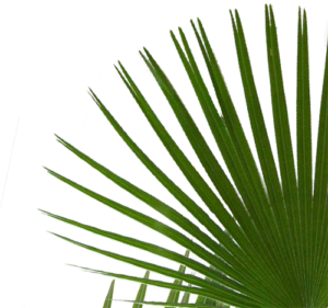 What is DUKORAL®? - Traveller